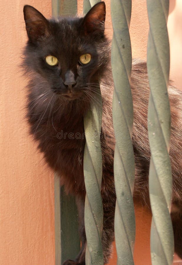 Roman cat stock image. Image of kitty, black, ears, iron - 77255