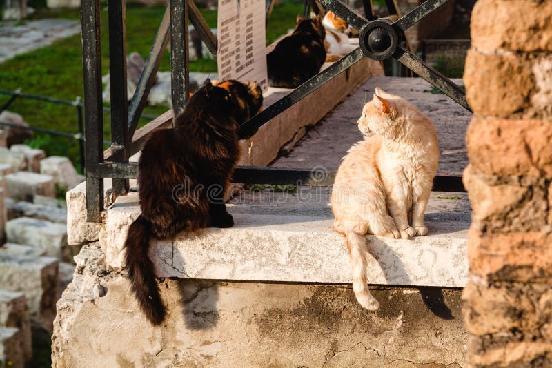 Roman Cats Sitting on Ancient Ruins. Italy Stock Image - Image of ...