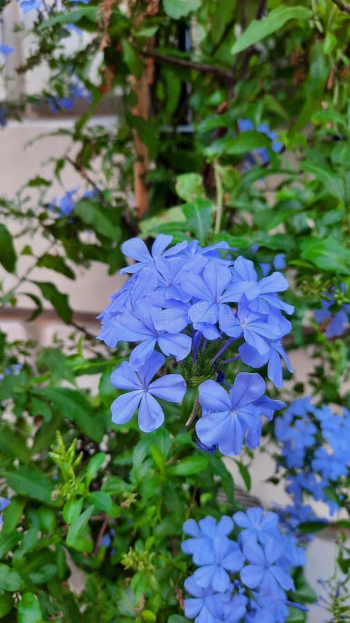 Roman flower stock image. Image of rome, common, blue - 268450573