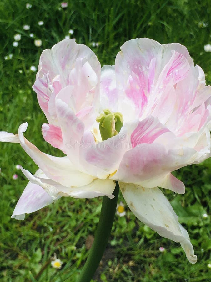 Roman Flower Pot with Flowers Stock Image - Image of leaf, bucket: 43355757