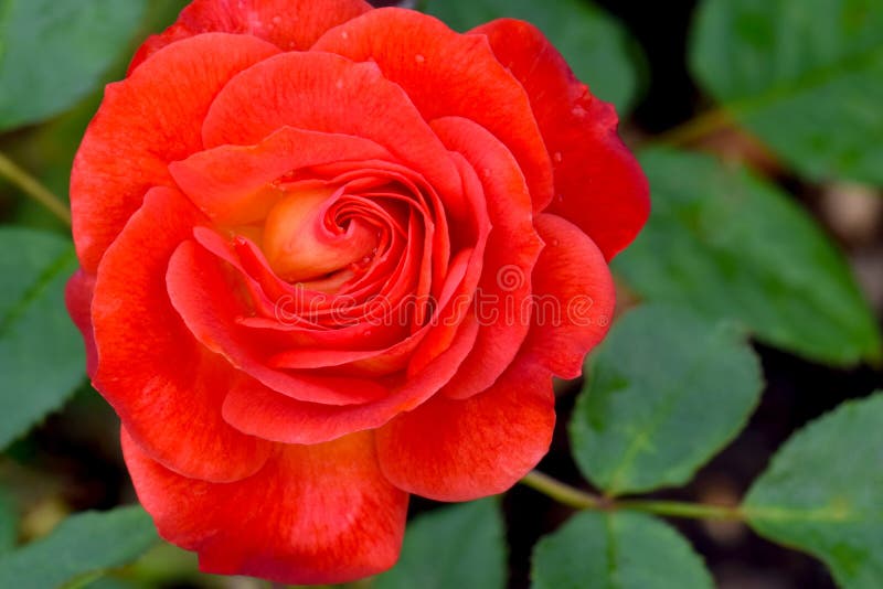 Red Rose Mandala Flower Kaleidoscopic Isolated on White Stock Image ...