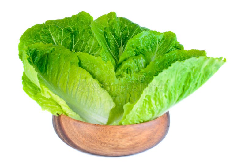 Roman lettuce leaves stock image. Image of agriculture - 25404485