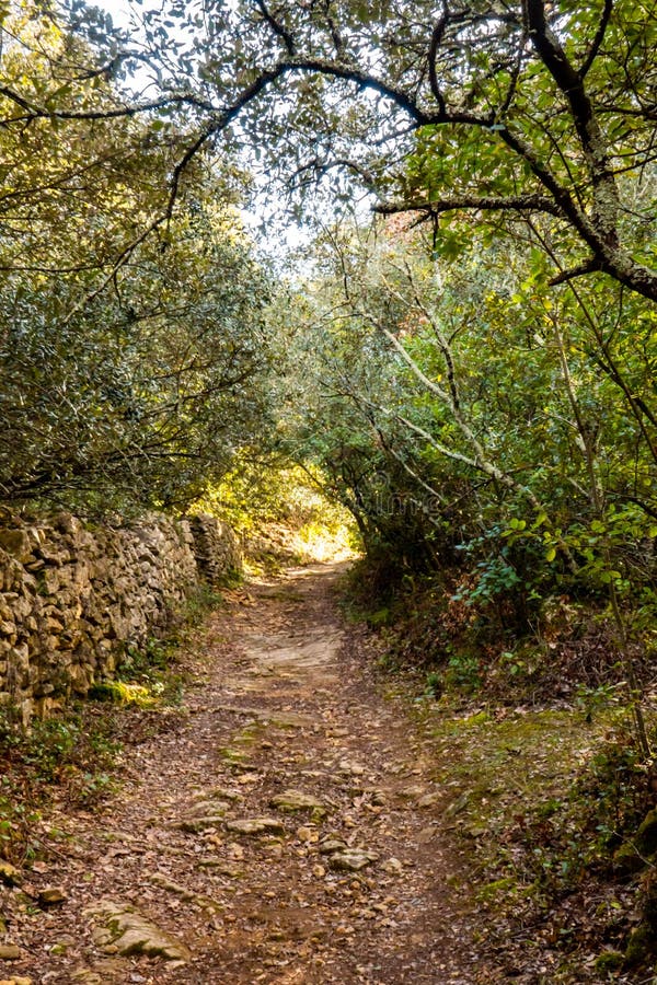 Roman and Medieval Path in the Woods Stock Photo - Image of ancient ...