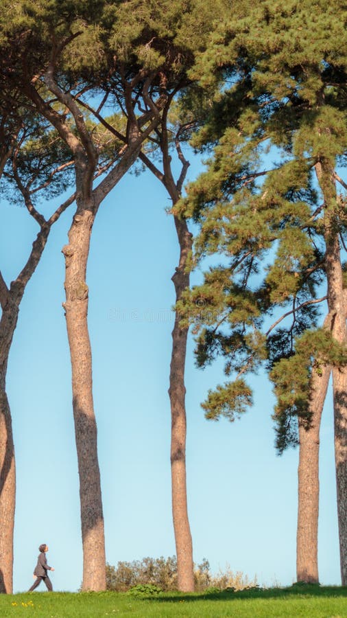 Roman Pine Trees imagen de archivo. Imagen de madera - 44882795