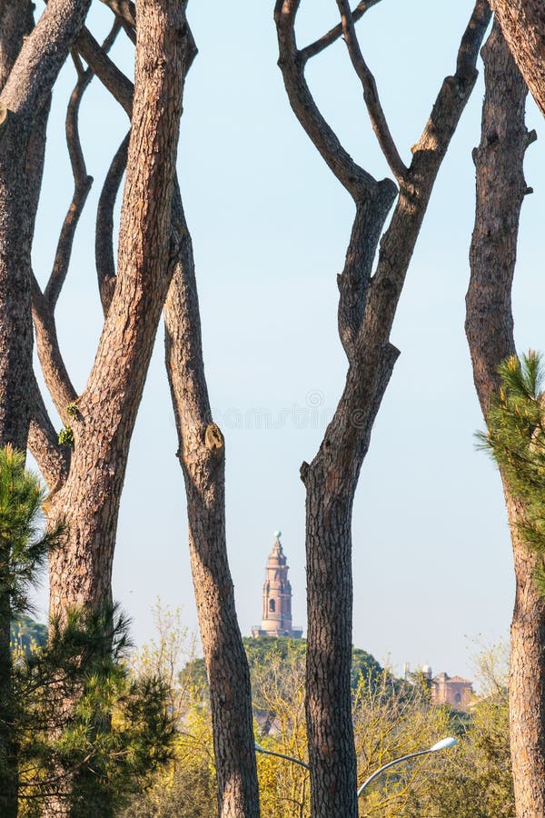 Roman Pine Trees stock image. Image of pine, rome, forest - 44882795