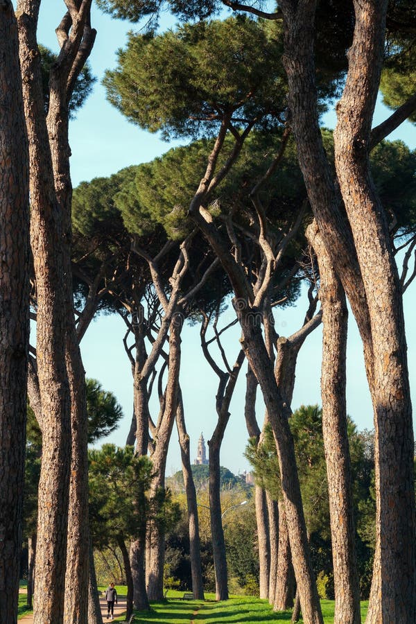 Roman Pine Trees stock image. Image of mediterranean - 44883193