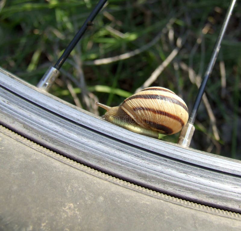 Roman Snail and Bicycle Wheel Stock Photo - Image of outdoors, little ...
