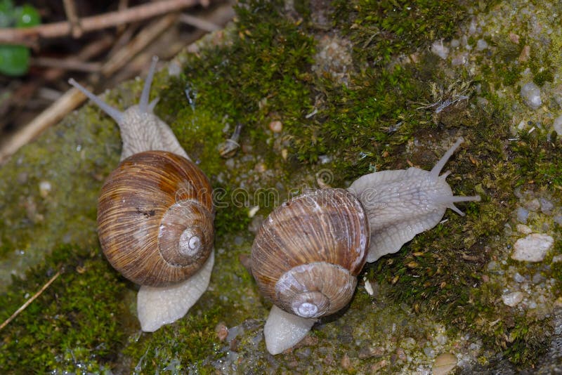 Roman snail in the forest stock photo. Image of helix - 135102742