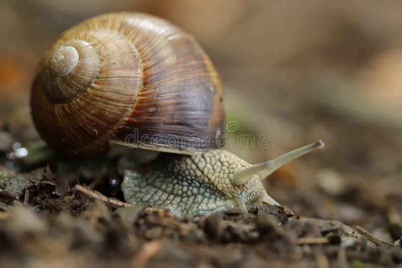 Roman snail stock image. Image of macro, garden, nature - 199547431