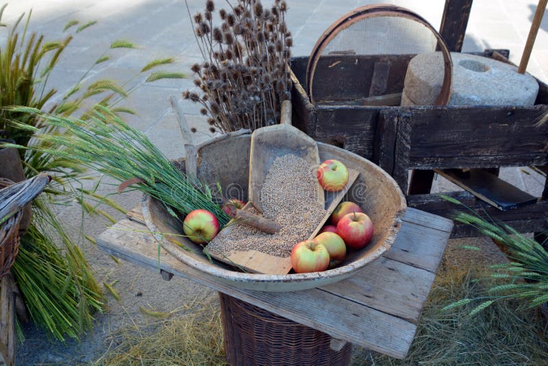 Time To Harvest Corn in the Garden Stock Image - Image of garden ...