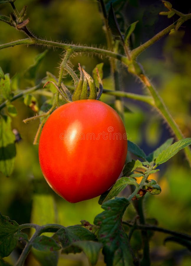 Roman tomato ripen on vine stock image. Image of plant - 128617485