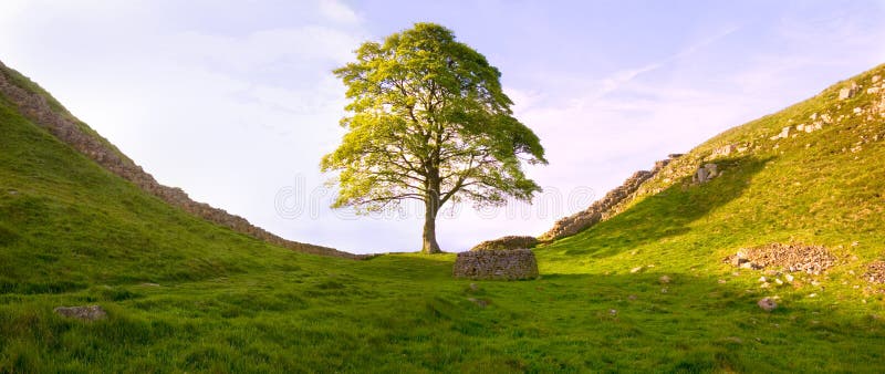 Roman tree III stock photo. Image of england, blue, scottish - 4984618