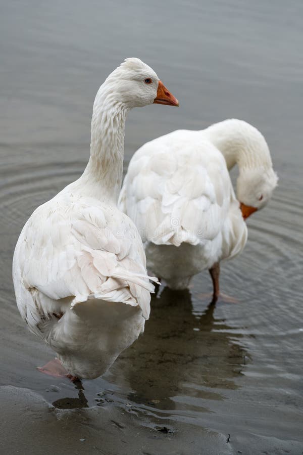 Roman Tufted Geese in the Danube Delta Romania Stock Image - Image of ...