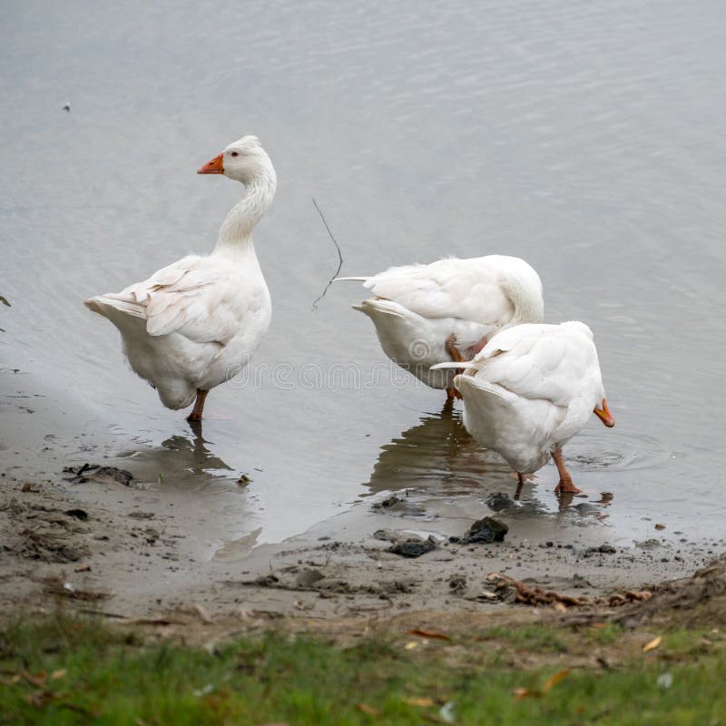 Roman Tufted Geese in the Danube Delta Romania Stock Photo - Image of ...