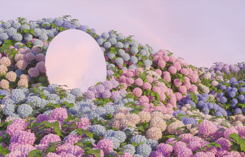 Sky Reflection in Mirror on Spring Hydrangea Flower Field. Stock ...