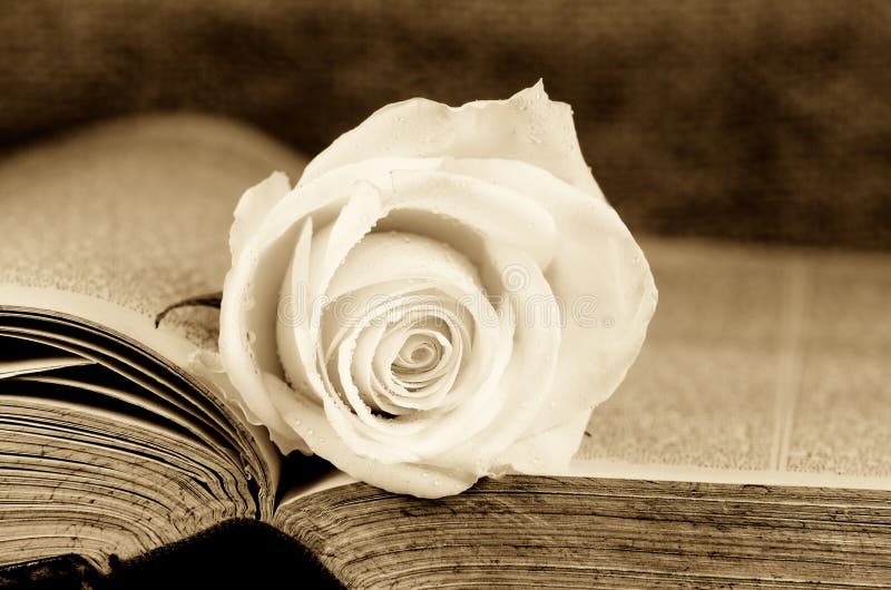 Romance stock image. Image of document, rose, book, text - 32492977
