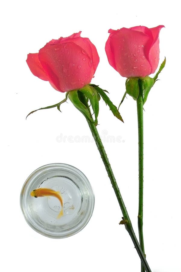 Romance by the roses stock photo. Image of blossom, floral - 2414852