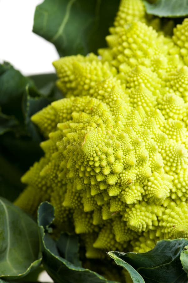 Fractal Romanesco cabbage stock image. Image of landscape - 20007077