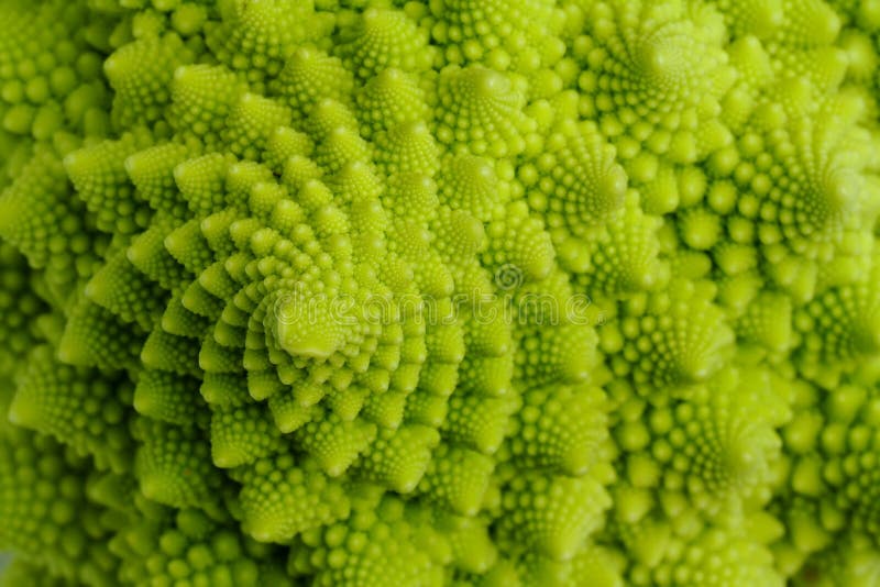 Romanesco stock image. Image of broccoli, green, surface - 1747437