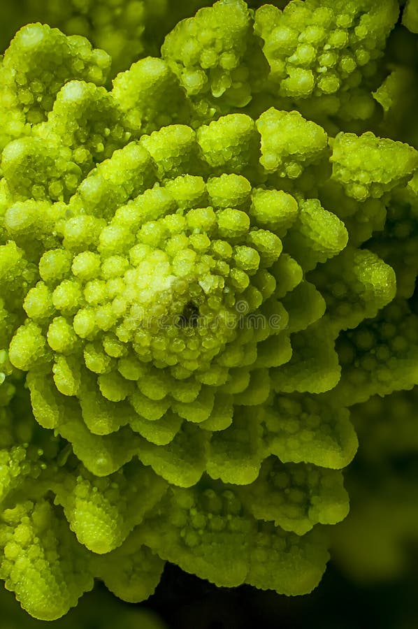 Romanesco Broccoli (Brassica Oleracea) Stock Photo - Image of eating ...