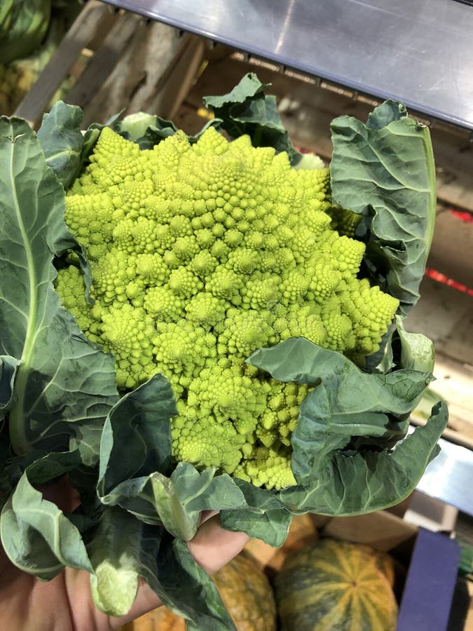 Romanesco broccoli cabbage stock photo. Image of romanesco - 109678302