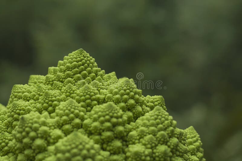 Romanesco broccoli stock photo. Image of broc, fresh - 59037488