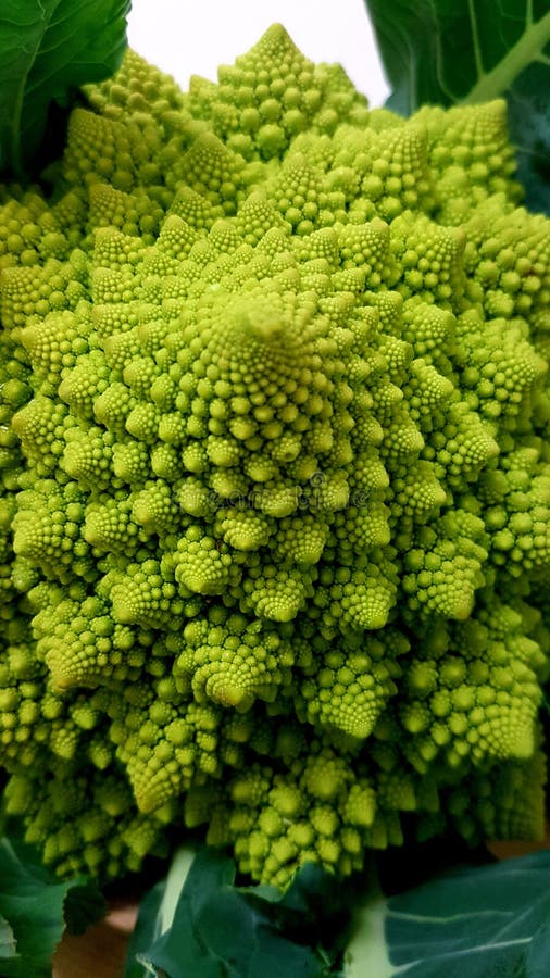 Romanescu Broccoli Vegetable Type Salads Healthy Life Stock Image ...