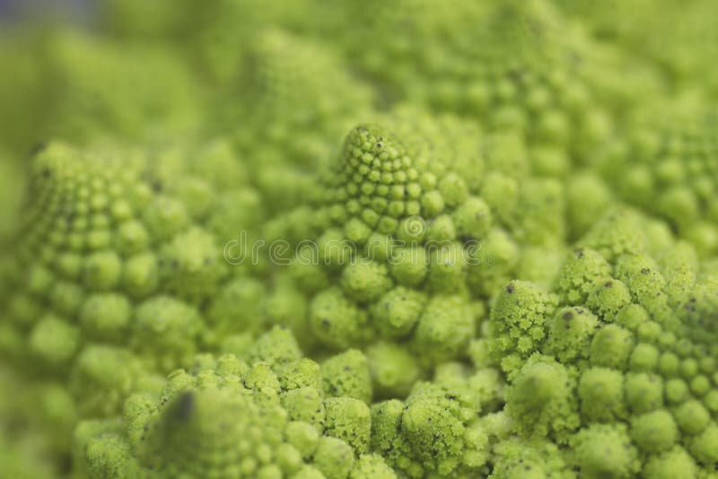 Romanesque Broccoli Has a Geometry Pattern Close To a Fractal Stock ...