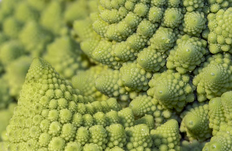 Romanesque Cabbage Fractals Stock Image - Image of dietary, health ...