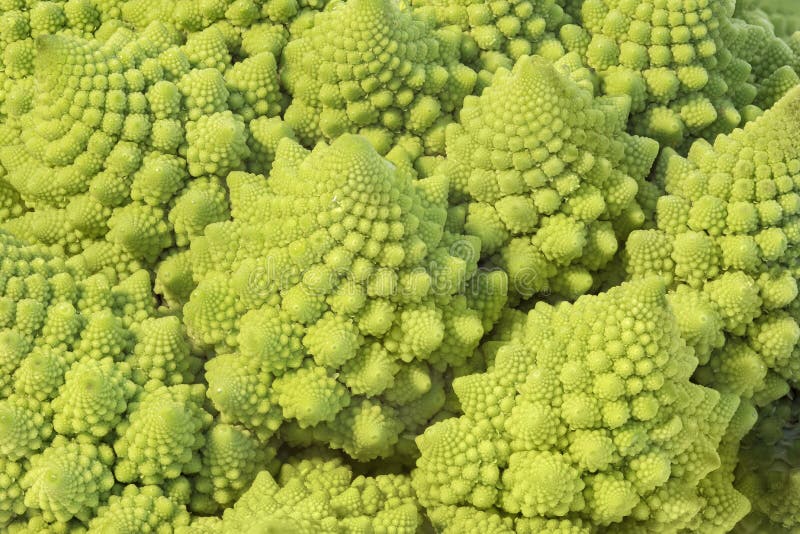 Fractals in Autumn stock image. Image of colours, white - 120080905