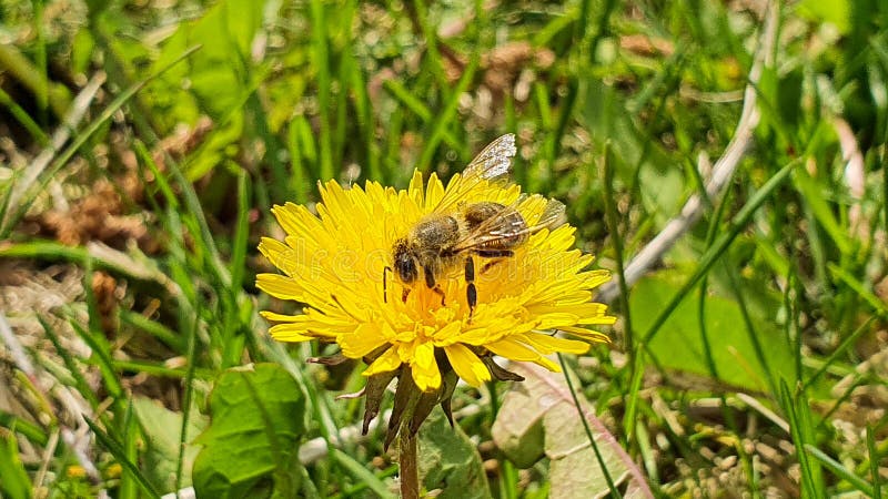 Romanian Bee closeup stock image. Image of bees, collecting - 182260125