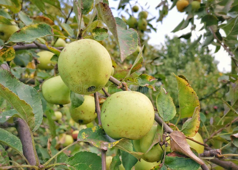 Romanian Bio Green Apple in the Tree Stock Image - Image of leaf ...