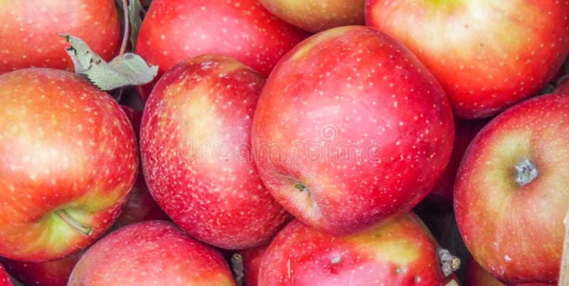 Romanian Bio Jonathan Apples Stock Image - Image of jonathan, closeup ...