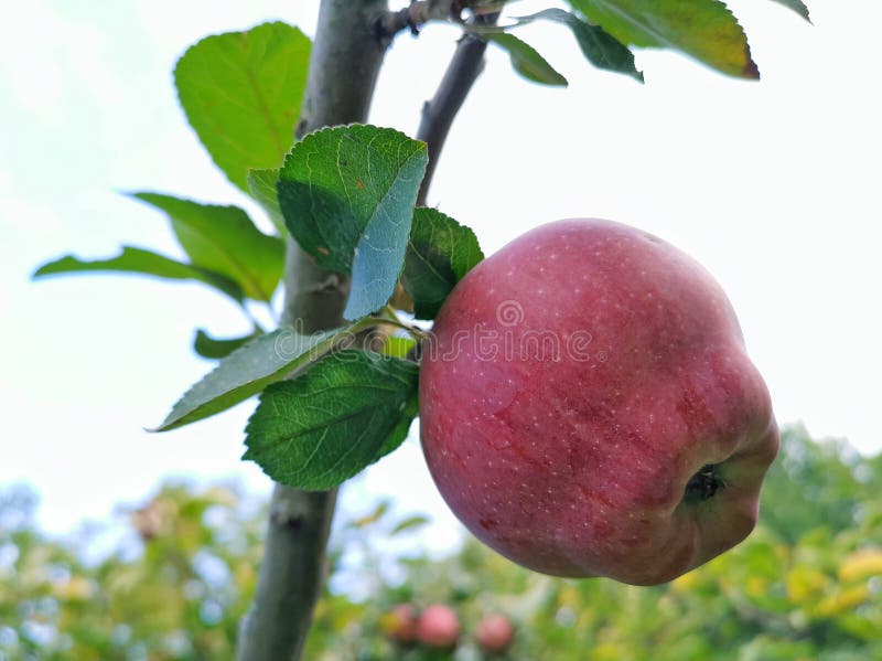 Romanian Bio Red Apple in the Tree Stock Photo - Image of leaf, growth ...