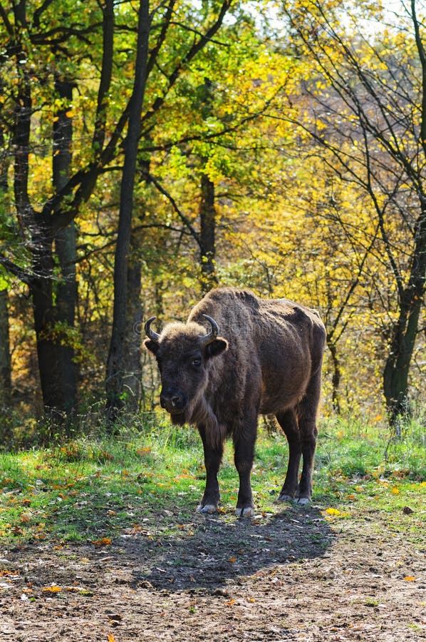 Romanian buffalo stock photo. Image of beard, autumn - 36566032