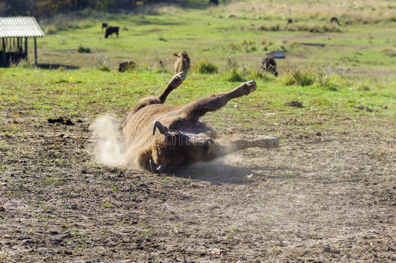 Romanian buffalo stock photo. Image of beard, autumn - 36566032