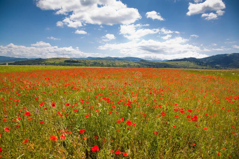 Romanian Countryside with Poppy Field Stock Image - Image of season ...