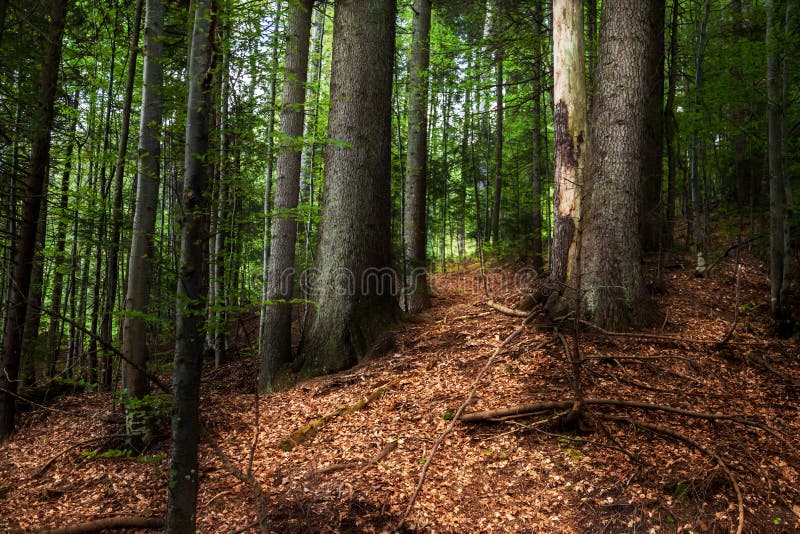Romanian forest stock image. Image of landscape, plant - 70462471
