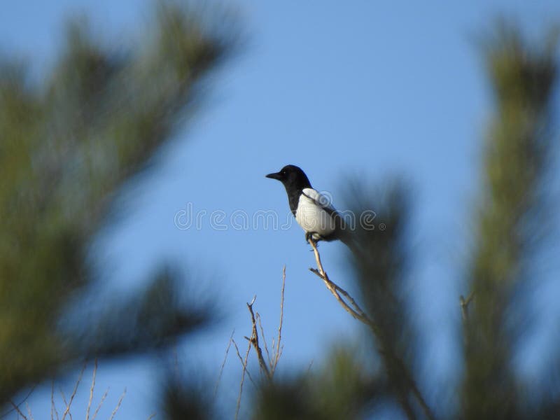 Romanian Magpie Stock Photos - Free & Royalty-Free Stock Photos from ...