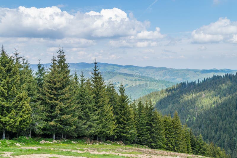 Romanian Mountain Forest in Transylvania, Near Sibiu Stock Image ...
