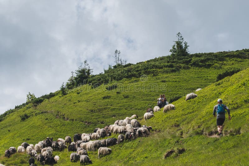 Romanian sheep husbandry editorial photo. Image of land - 144892886