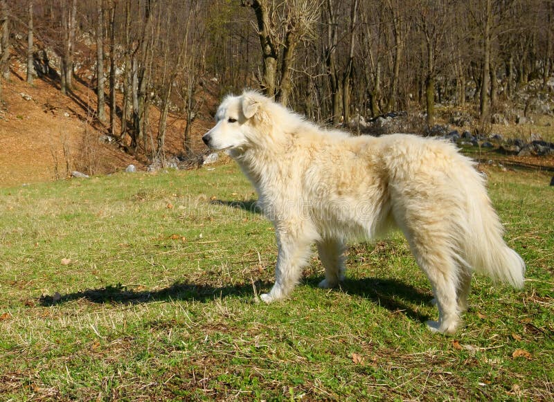 Romanian shepherd dog stock photo. Image of mountain - 13847094