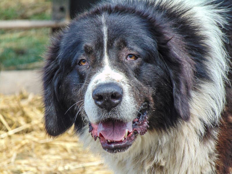 Romanian Shepherd Dog from Bucovina Stock Image - Image of sheeps ...