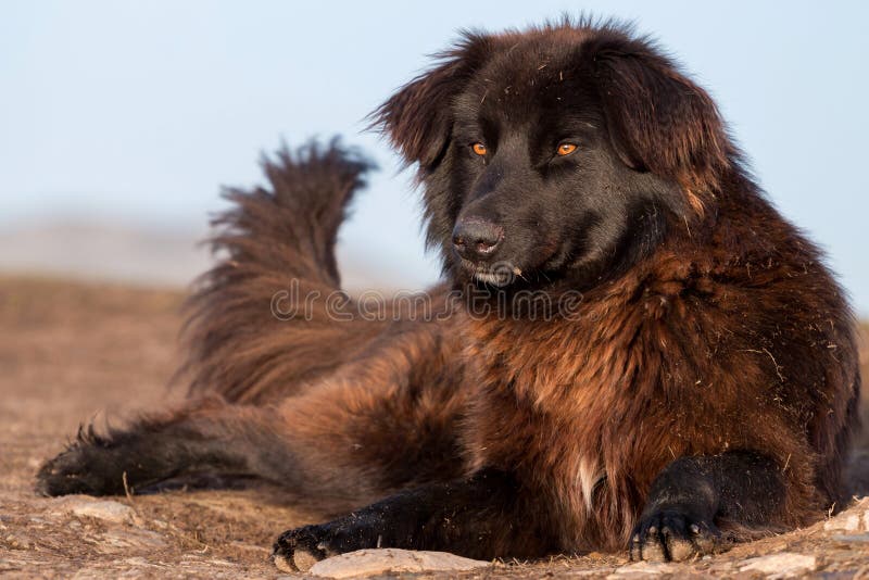 Romanian shepherd dog stock image. Image of friendship - 9577981