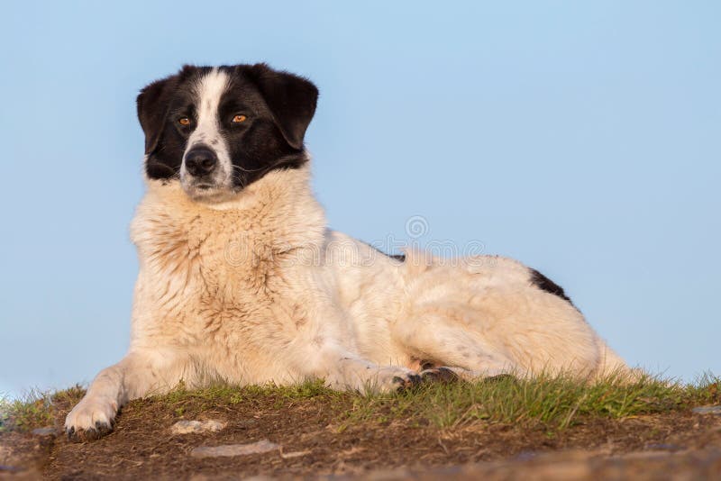 Romanian Shepherd Dog stock photo. Image of adult, furry - 73721916