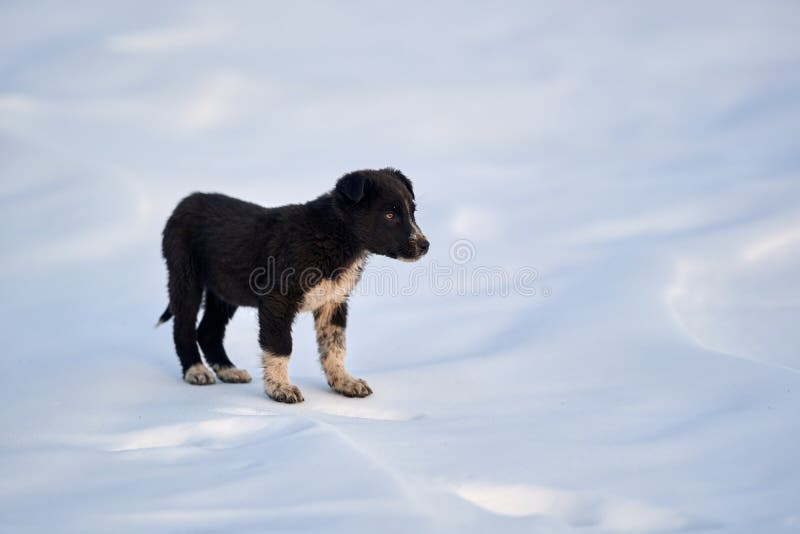 Romanian shepherd dog cub stock image. Image of field - 169105297