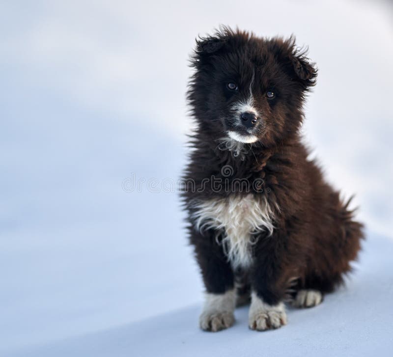 What Color Are Romanian Raven Shepherd Dog Dogs