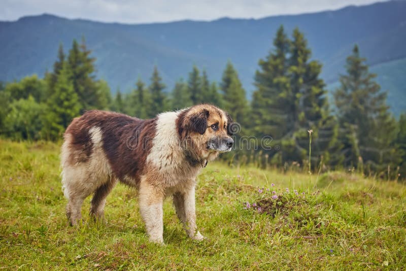 Romanian Shepherd Dog Standing on Field Stock Photo - Image of ...