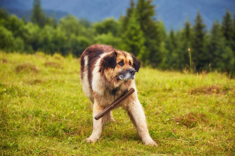 Romanian Beautiful Shepherd Dog Stock Image - Image of canine, healthy ...