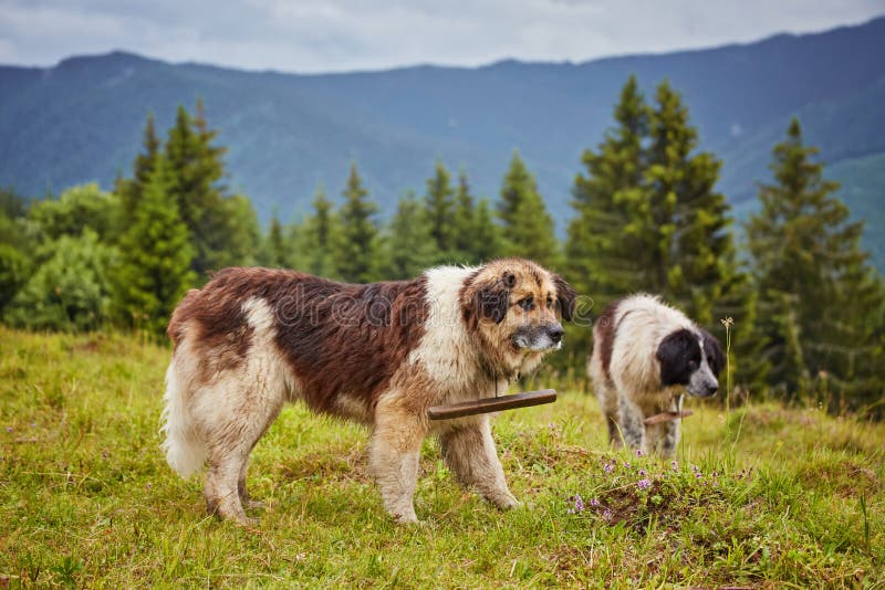 Romanian shepherd dog stock photo. Image of head, field - 146517870